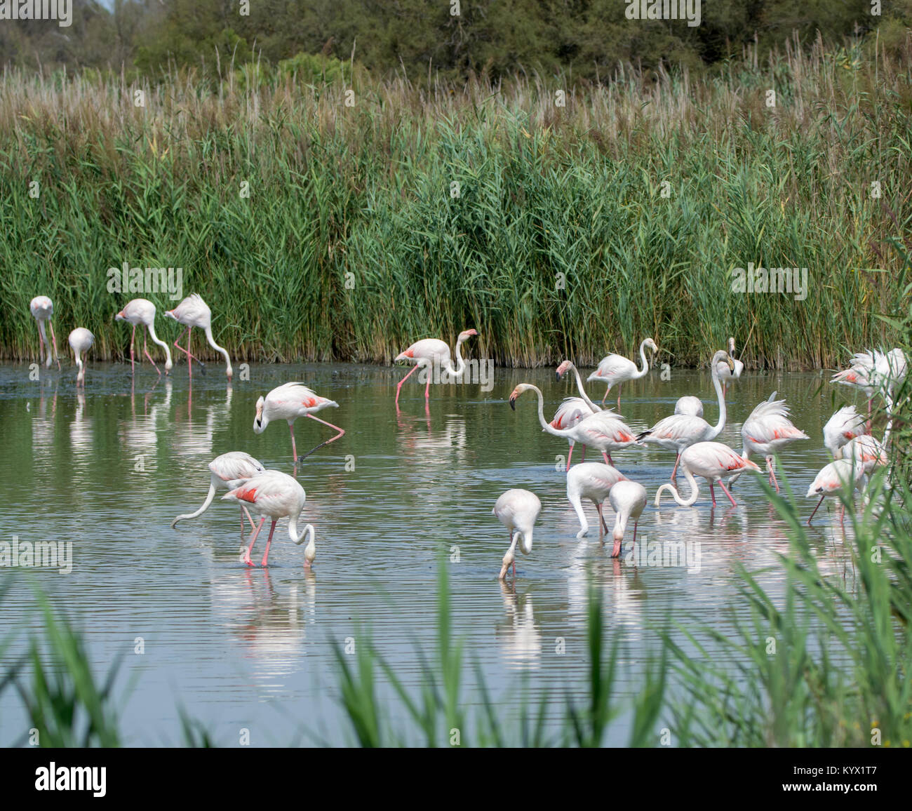 Group of big pink flamingo birds in lake water in national park ...