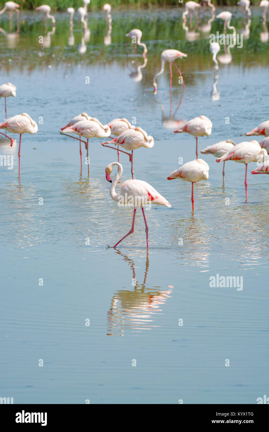 Group of big pink flamingo birds in lake water in national park ...