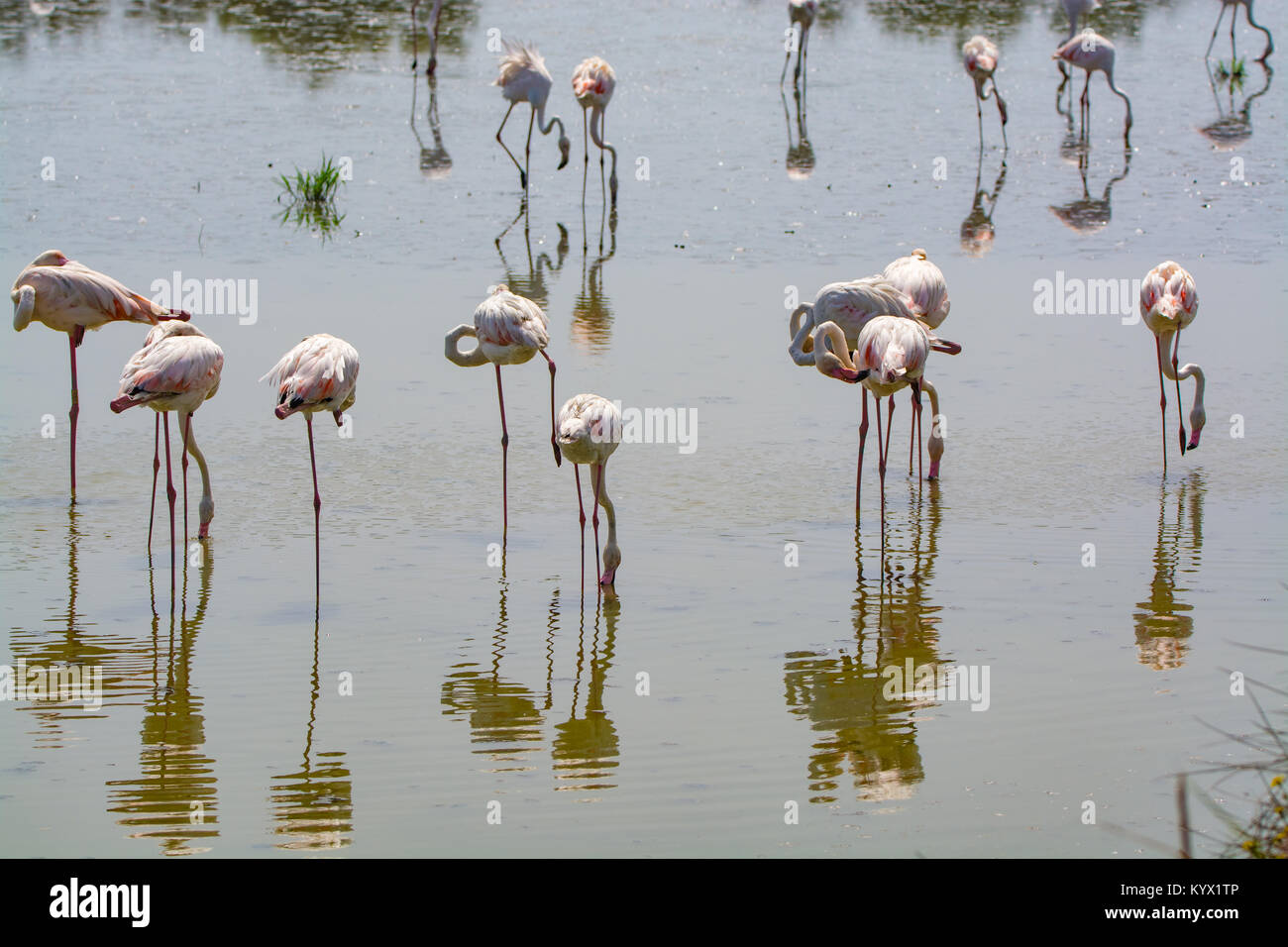 Group of big pink flamingo birds in lake water in national park ...