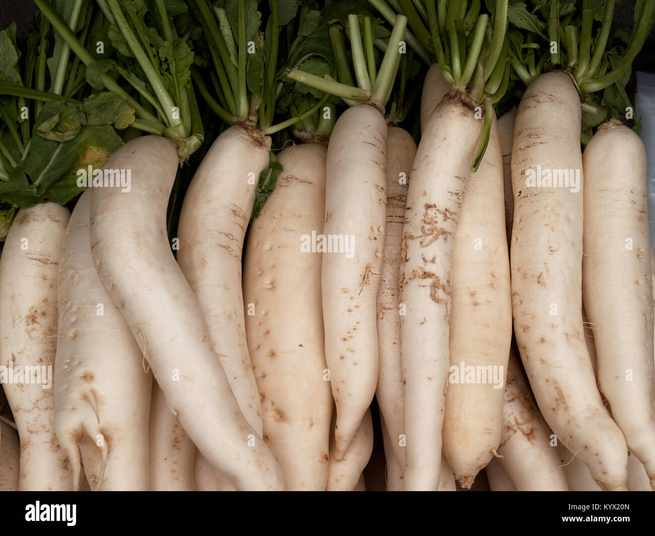 radish used in cooking various kinds Stock Photo - Alamy