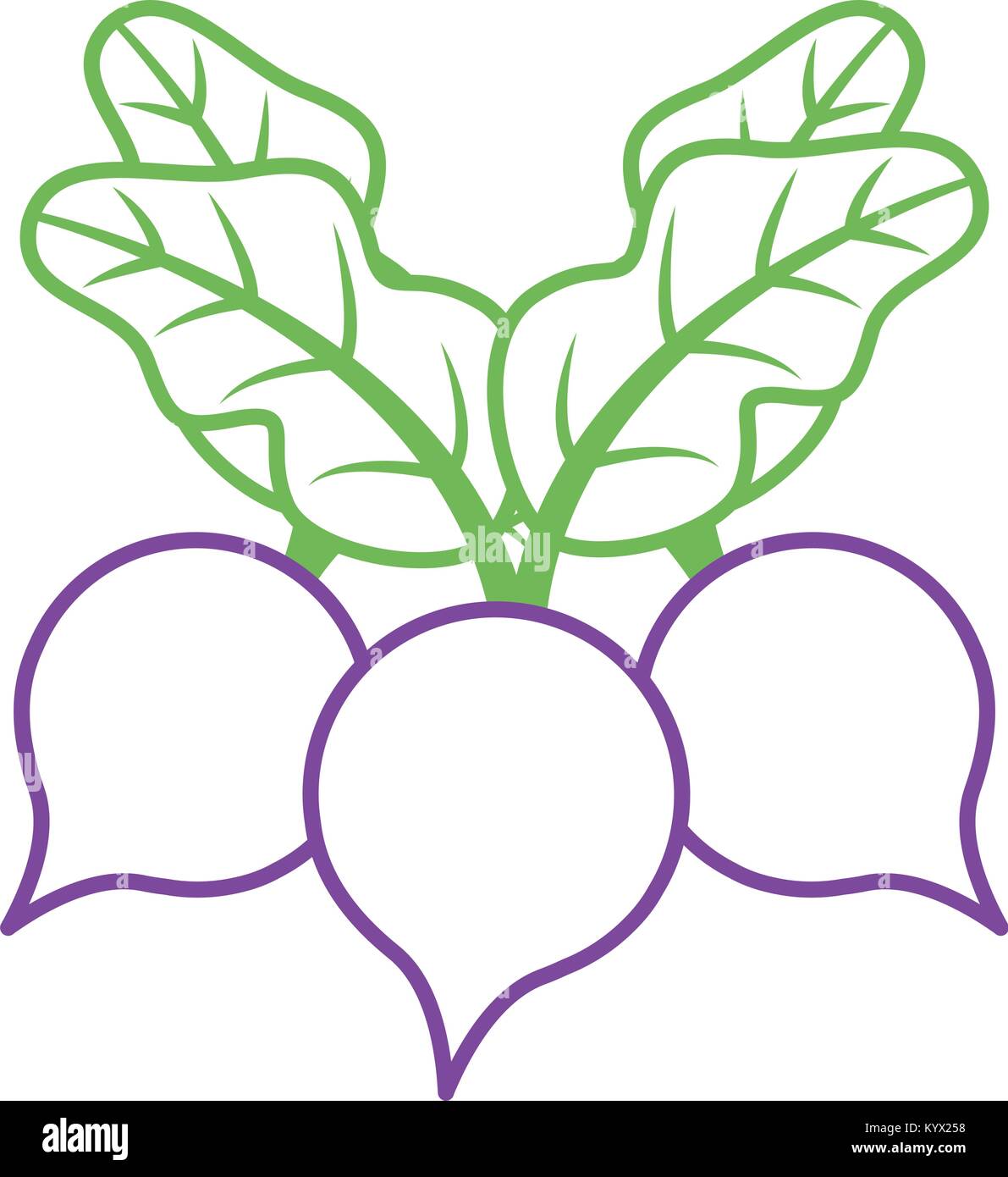 three beet vegetable healthy food Stock Vector Image & Art - Alamy