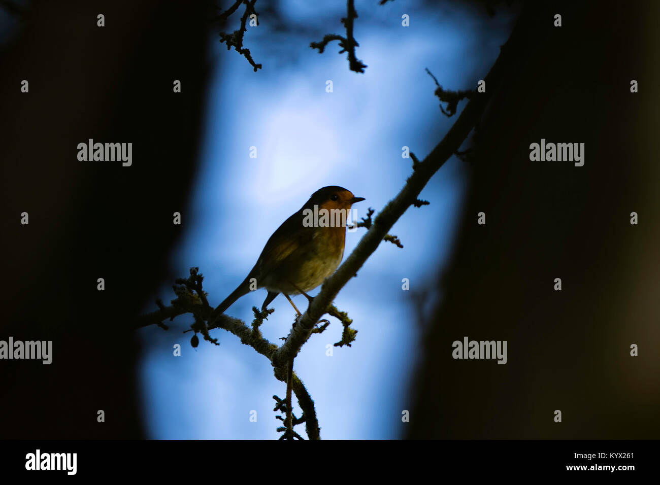 the little robin Stock Photo - Alamy