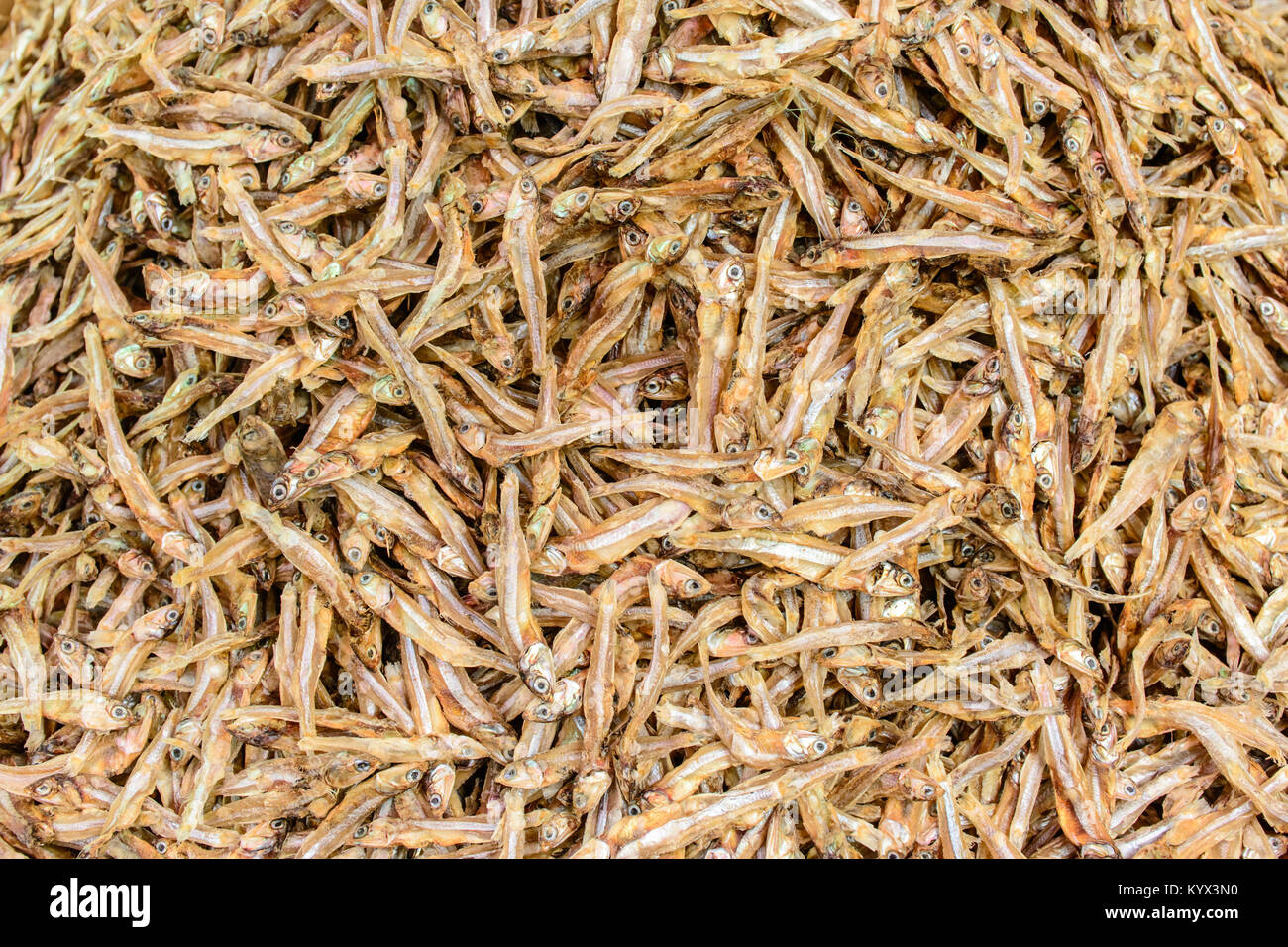 Photo of small fish hi-res stock photography and images - Alamy