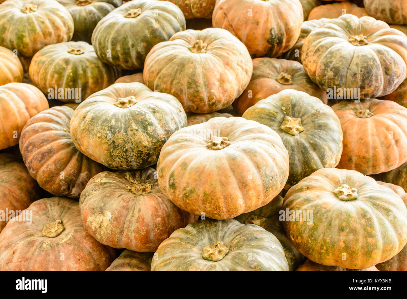 Pumpkin farm outdoor photo hi-res stock photography and images - Alamy