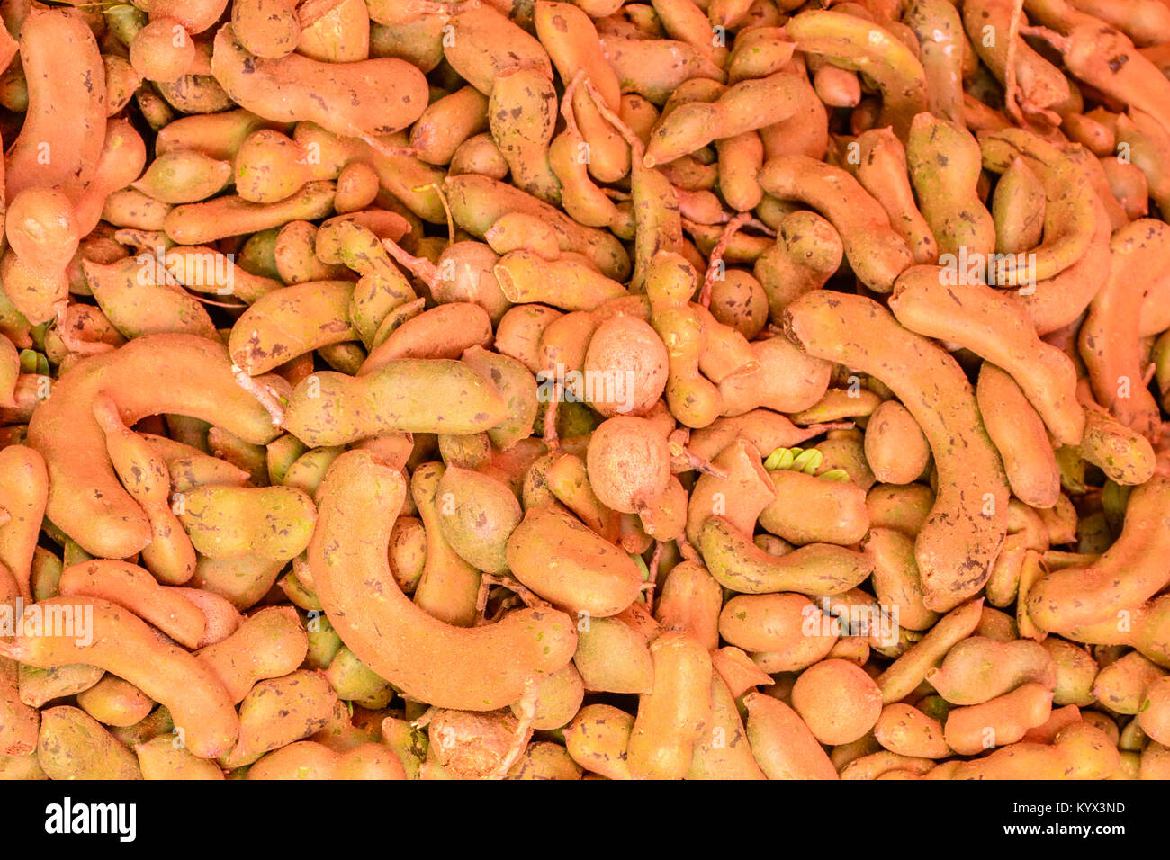 closeup photo of fresh tamarind Stock Photo - Alamy