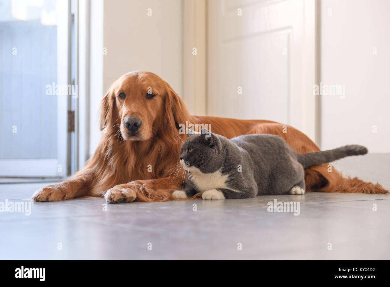 Golden Retriever and Cat Stock Photo - Alamy