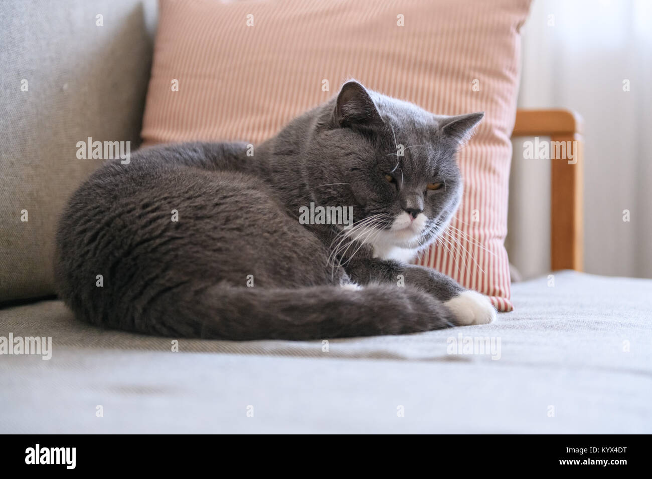 The grey cat sleeps on the couch Stock Photo - Alamy