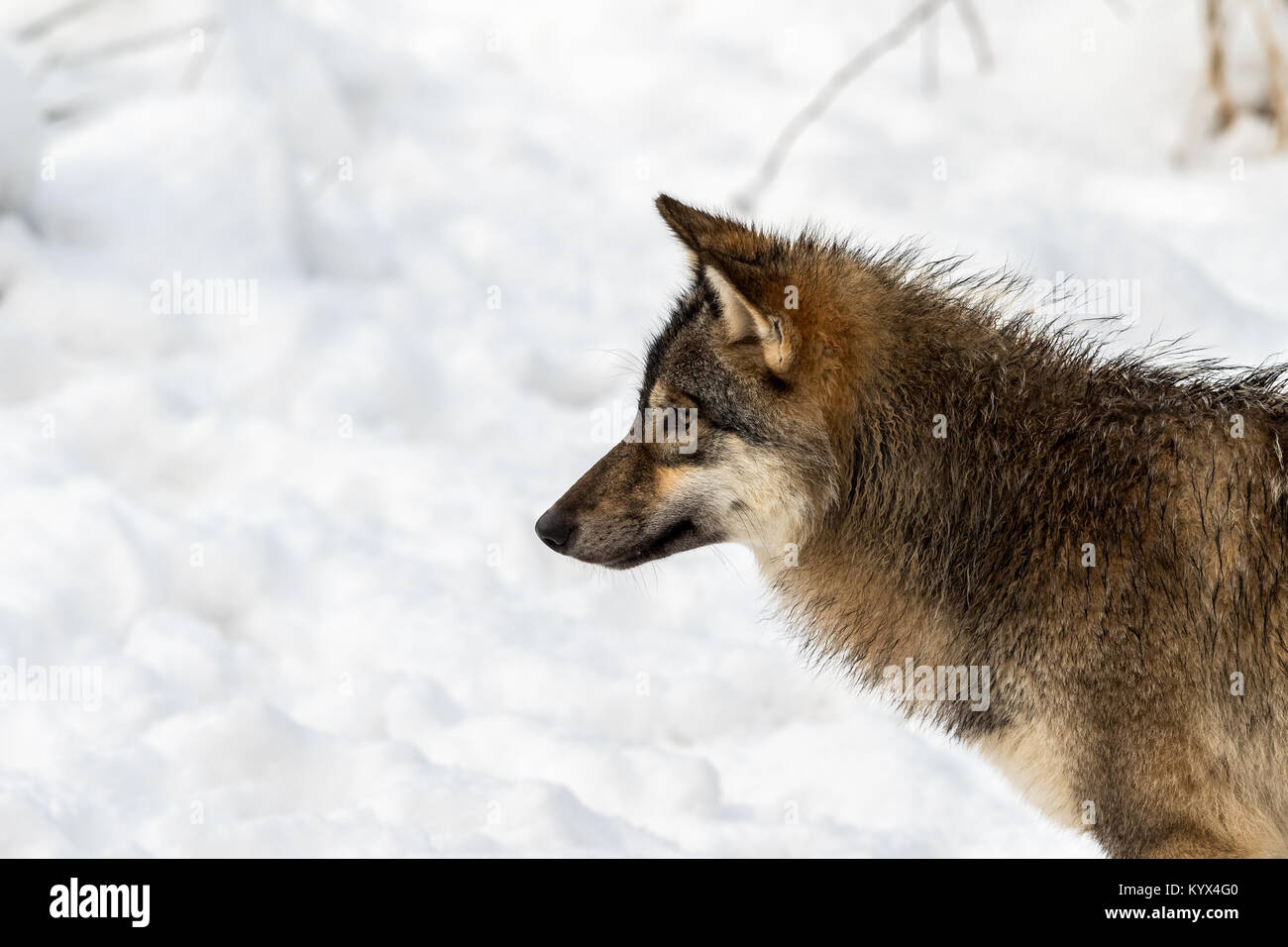 Gray wolf, Canis lupus, head in profile, looking left, with snow in the ...