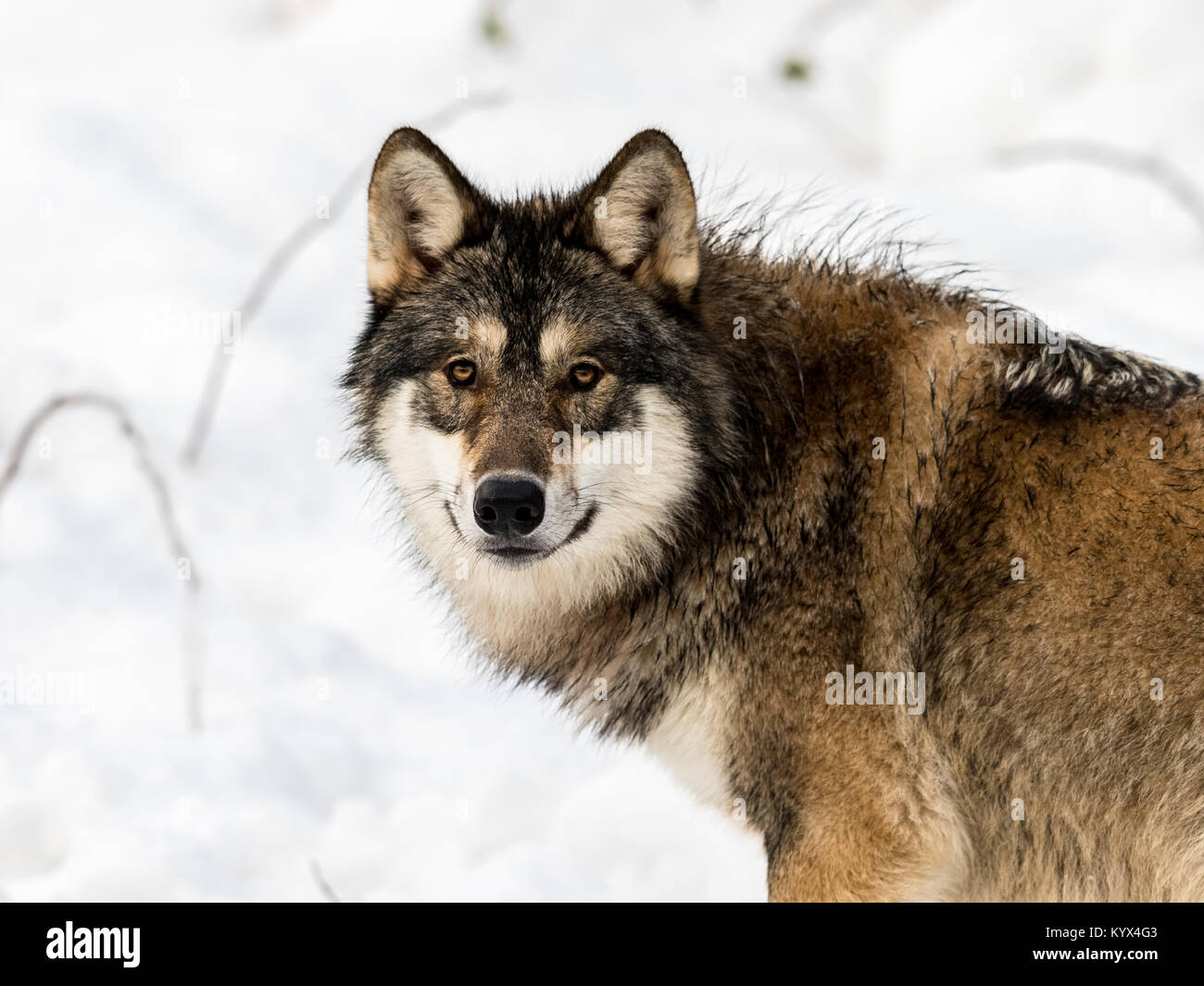 Gray wolf, Canis lupus, looking in camera. with snow in the background ...