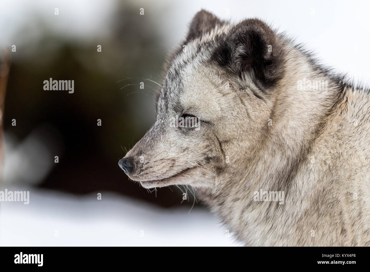 White arctic fox dark hi-res stock photography and images - Alamy