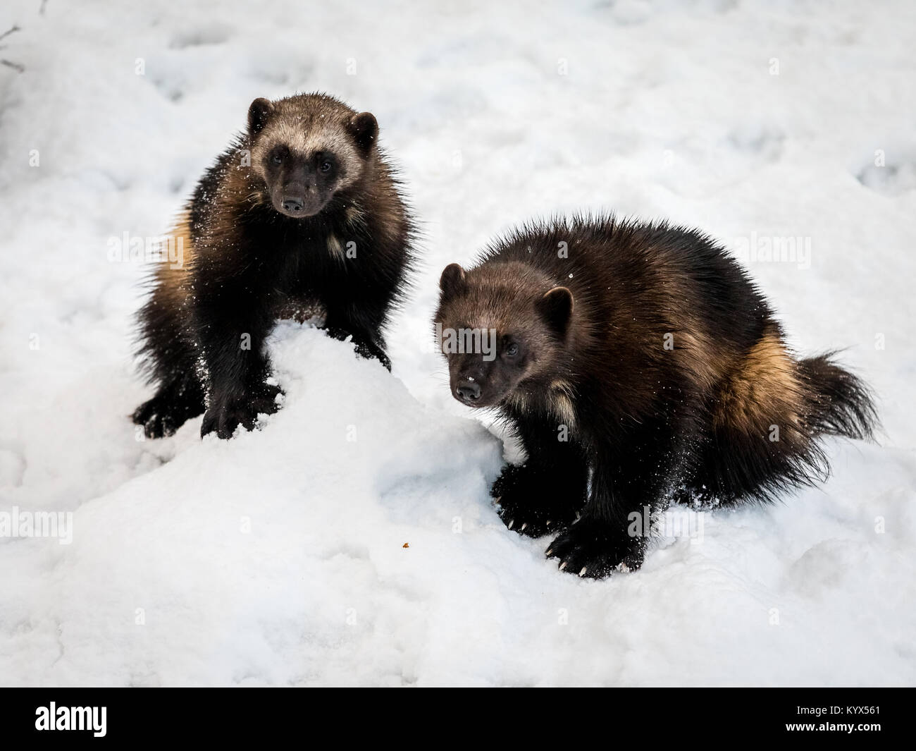 Two wolverines, gulo gulo, with snow and white background Stock Photo ...