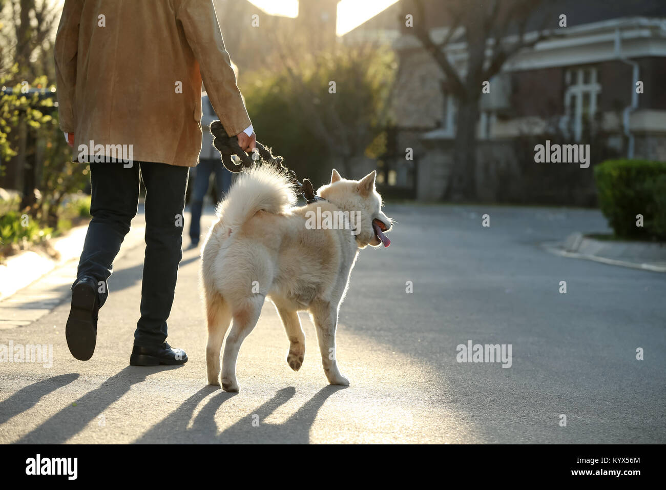The old man and the Samoyed Stock Photo - Alamy
