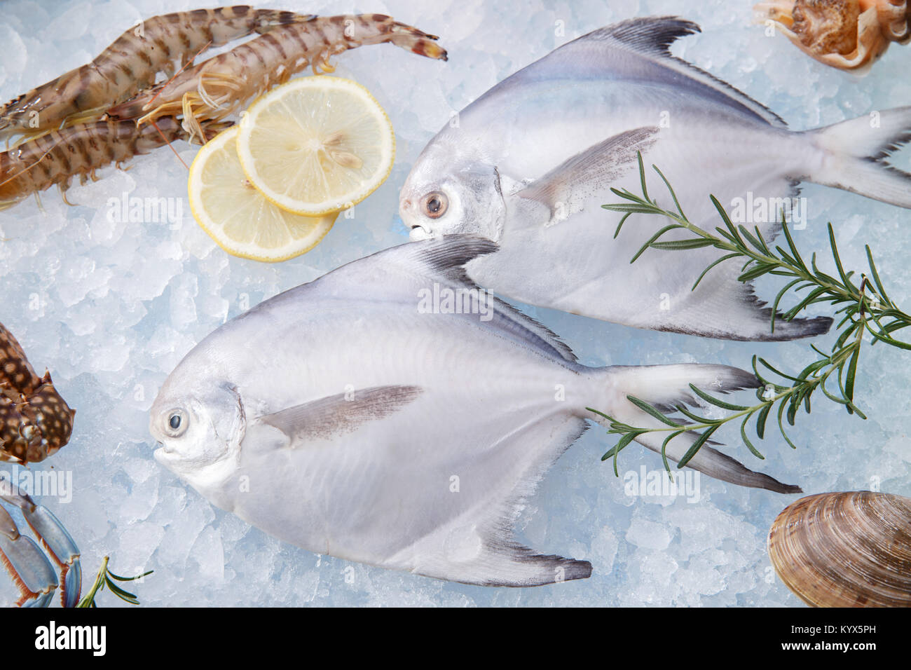 Type of flatfish hi-res stock photography and images - Alamy
