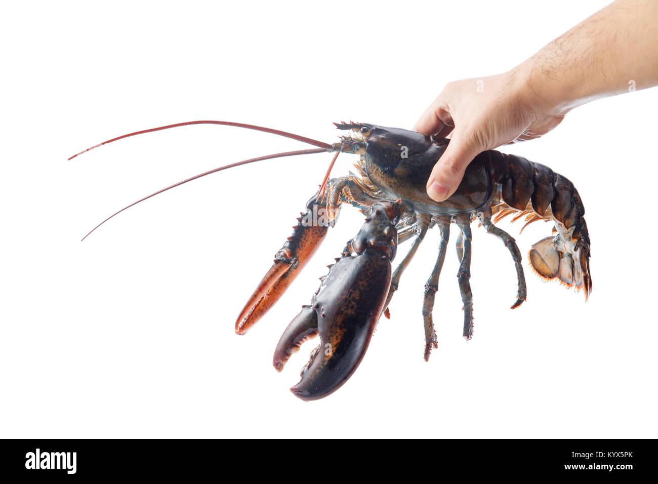Lobster shell with people hi-res stock photography and images - Alamy