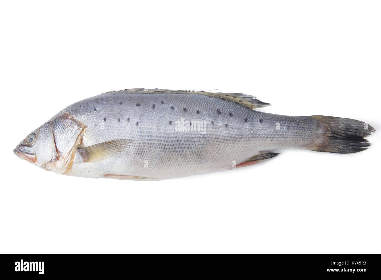 Good perch hi-res stock photography and images - Alamy