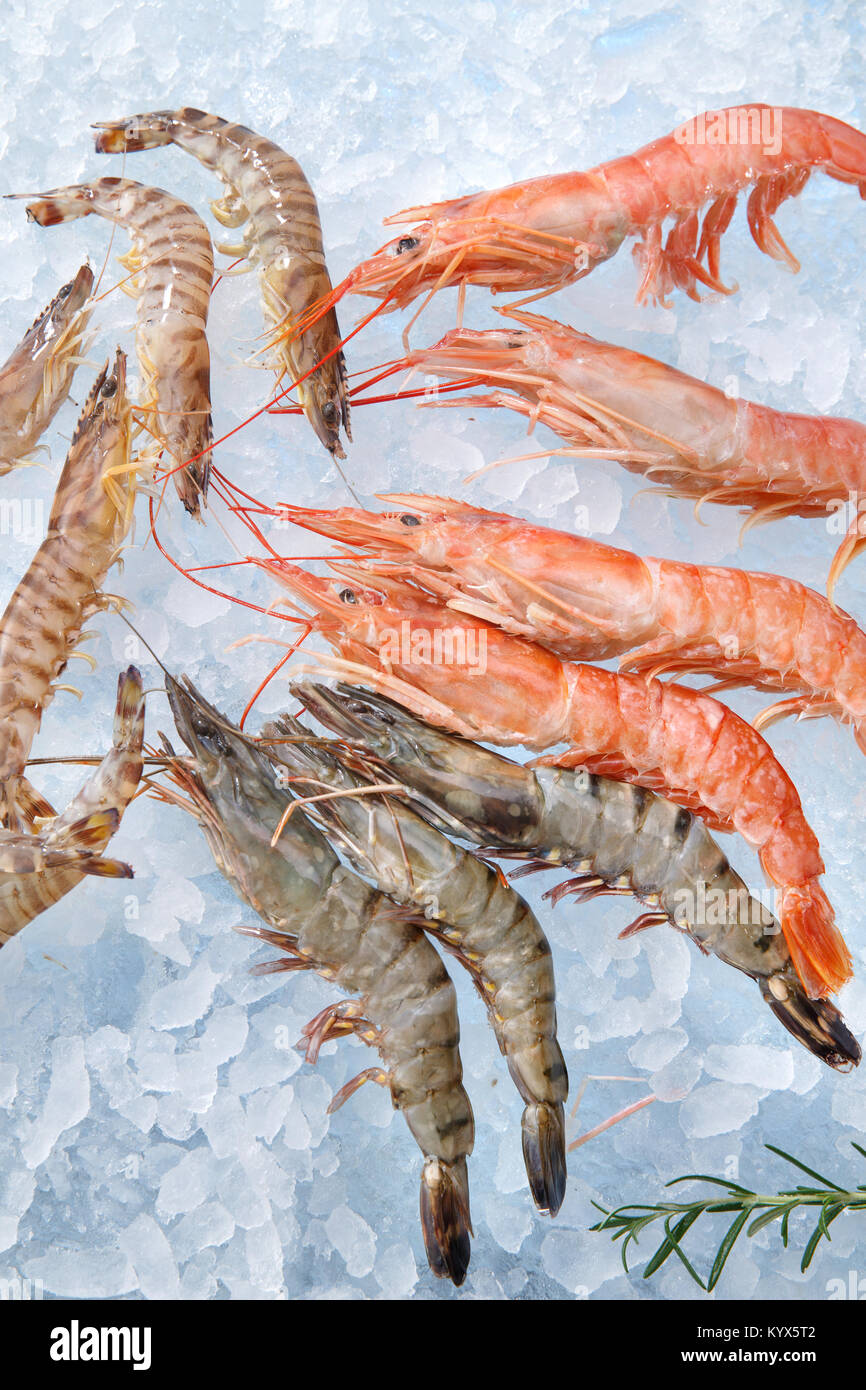 Shrimp variation hi-res stock photography and images - Alamy