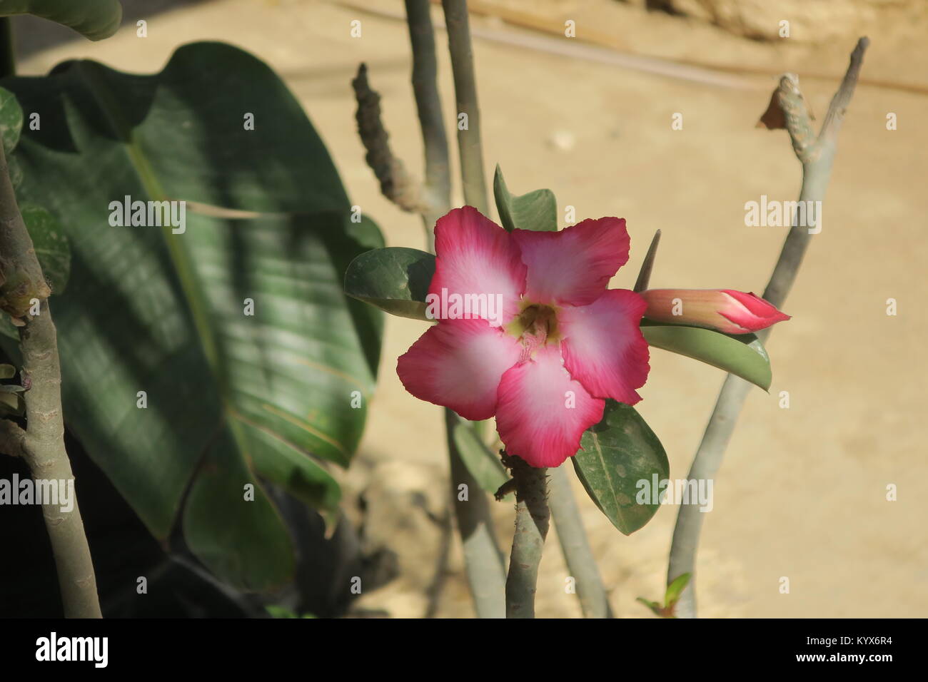 Nice blossom of impala lily flower, Adenium multiflorum, at Arboretum d ...