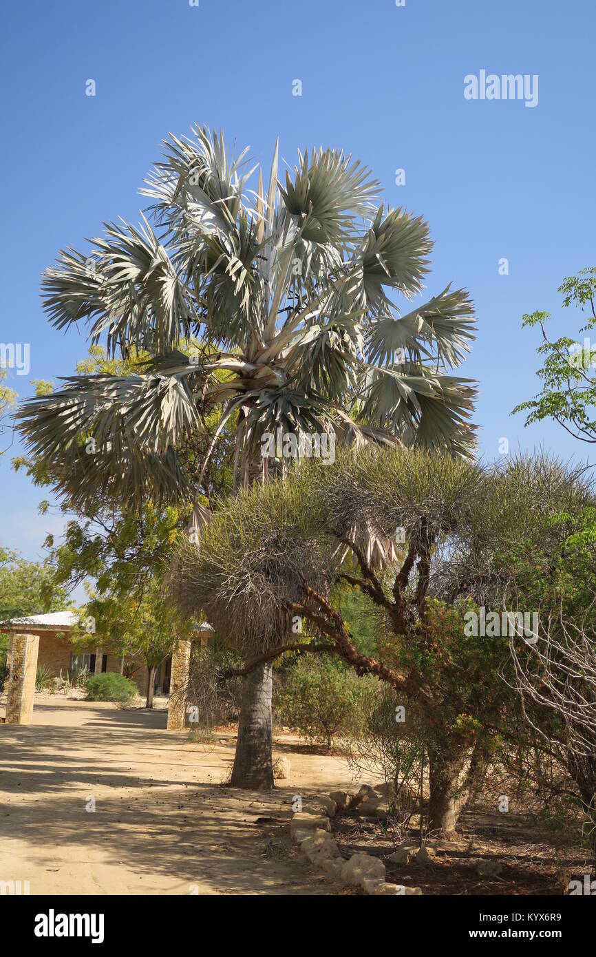 Palm, long-stalked, spirally arranged palmate leaves have leaf blades ...