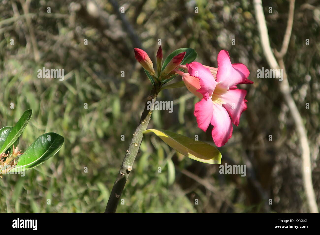 Nice blossom of impala lily flower, Adenium multiflorum, at Arboretum d ...