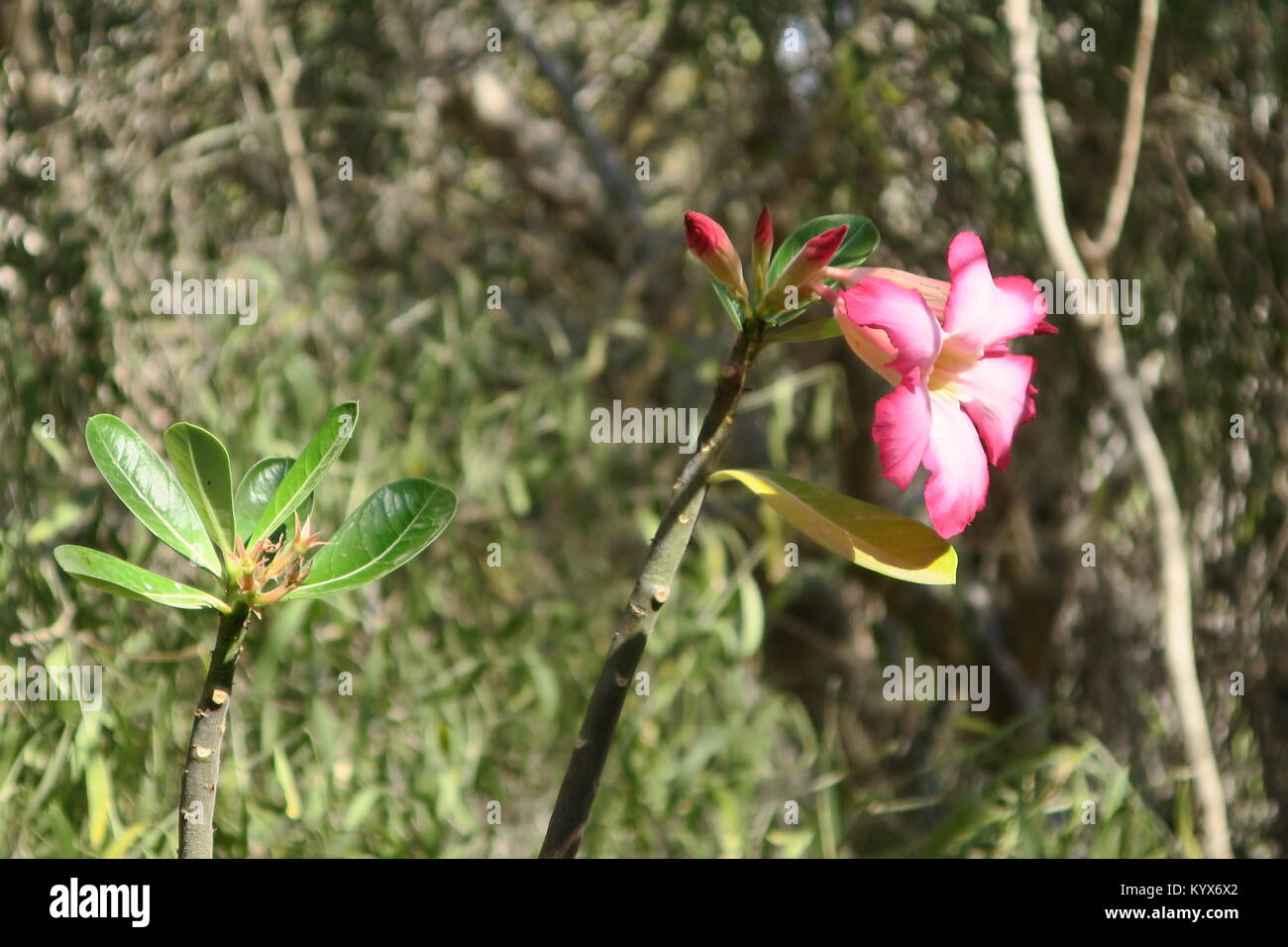 Nice blossom of impala lily flower, Adenium multiflorum, at Arboretum d ...