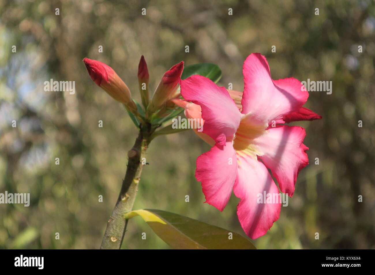 Nice blossom of impala lily flower, Adenium multiflorum, at Arboretum d ...