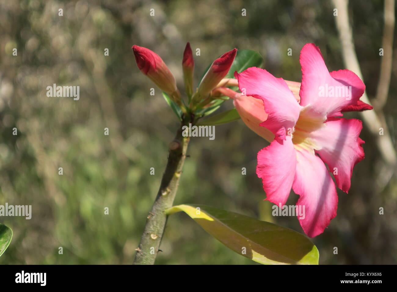 Nice blossom of impala lily flower, Adenium multiflorum, at Arboretum d ...