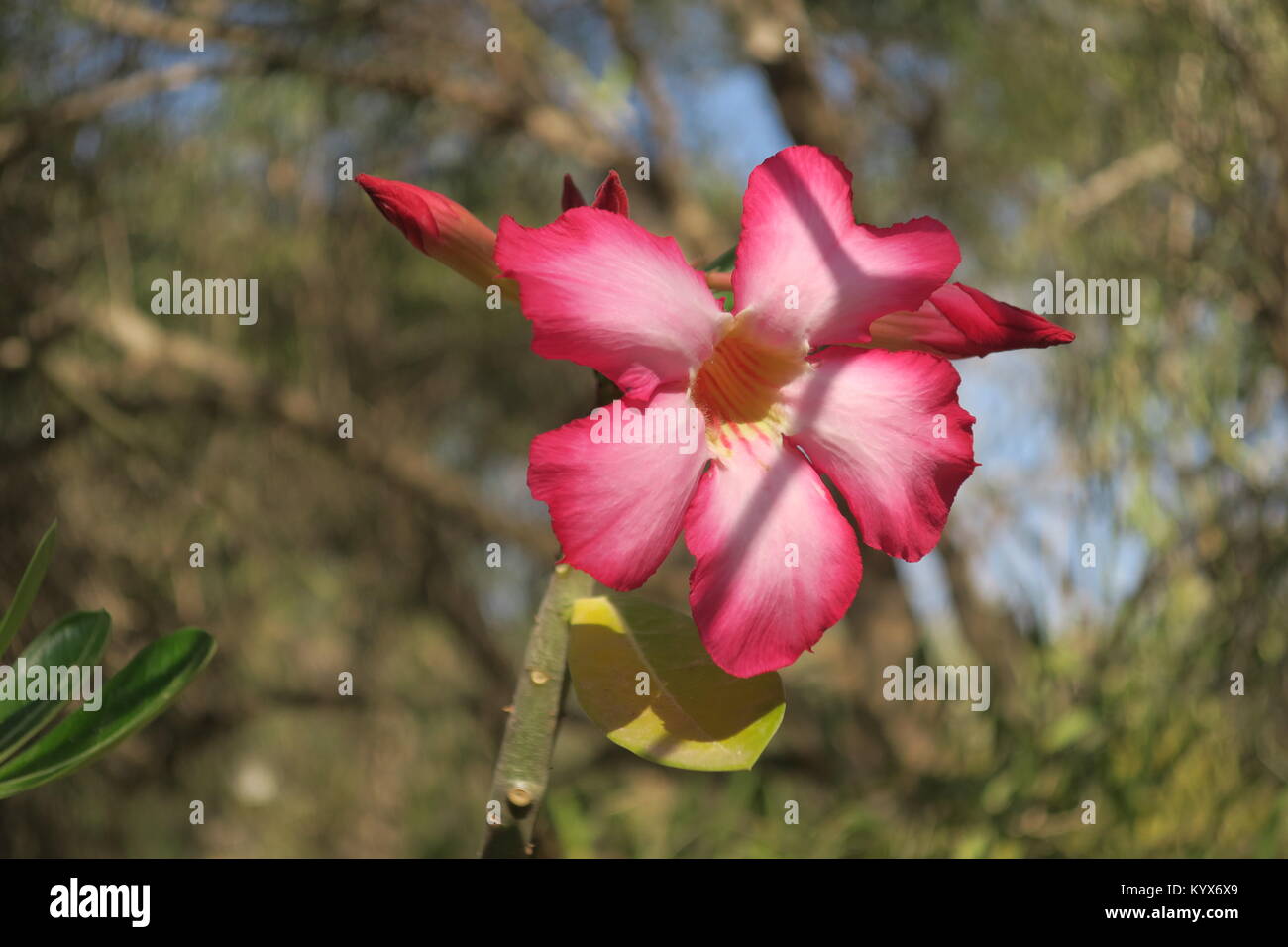 Nice blossom of impala lily flower, Adenium multiflorum, at Arboretum d ...