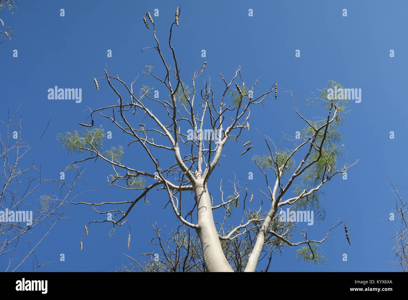 Moringa drouhardii, the bottle tree, is an endemic species of southwest ...