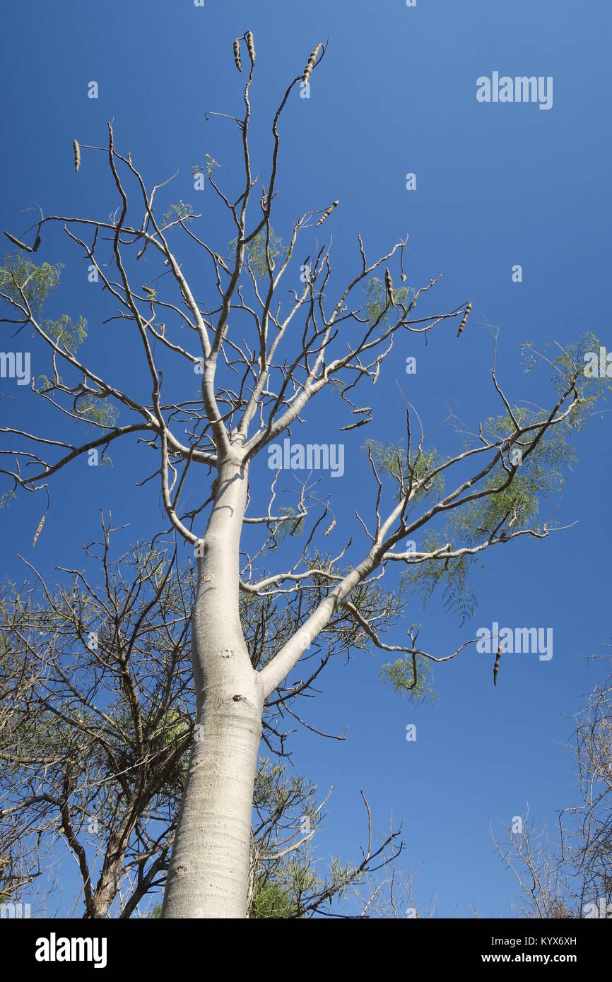 Moringa drouhardii, the bottle tree, is an endemic species of southwest ...