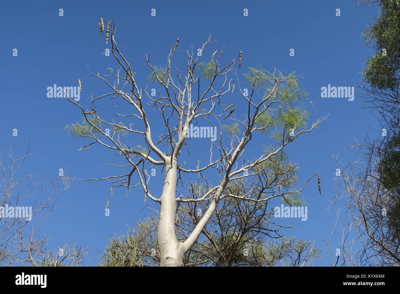 Moringa drouhardii, the bottle tree, is an endemic species of southwest ...