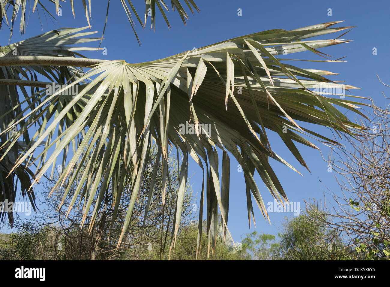 Round leaf fountain palm hi-res stock photography and images - Alamy