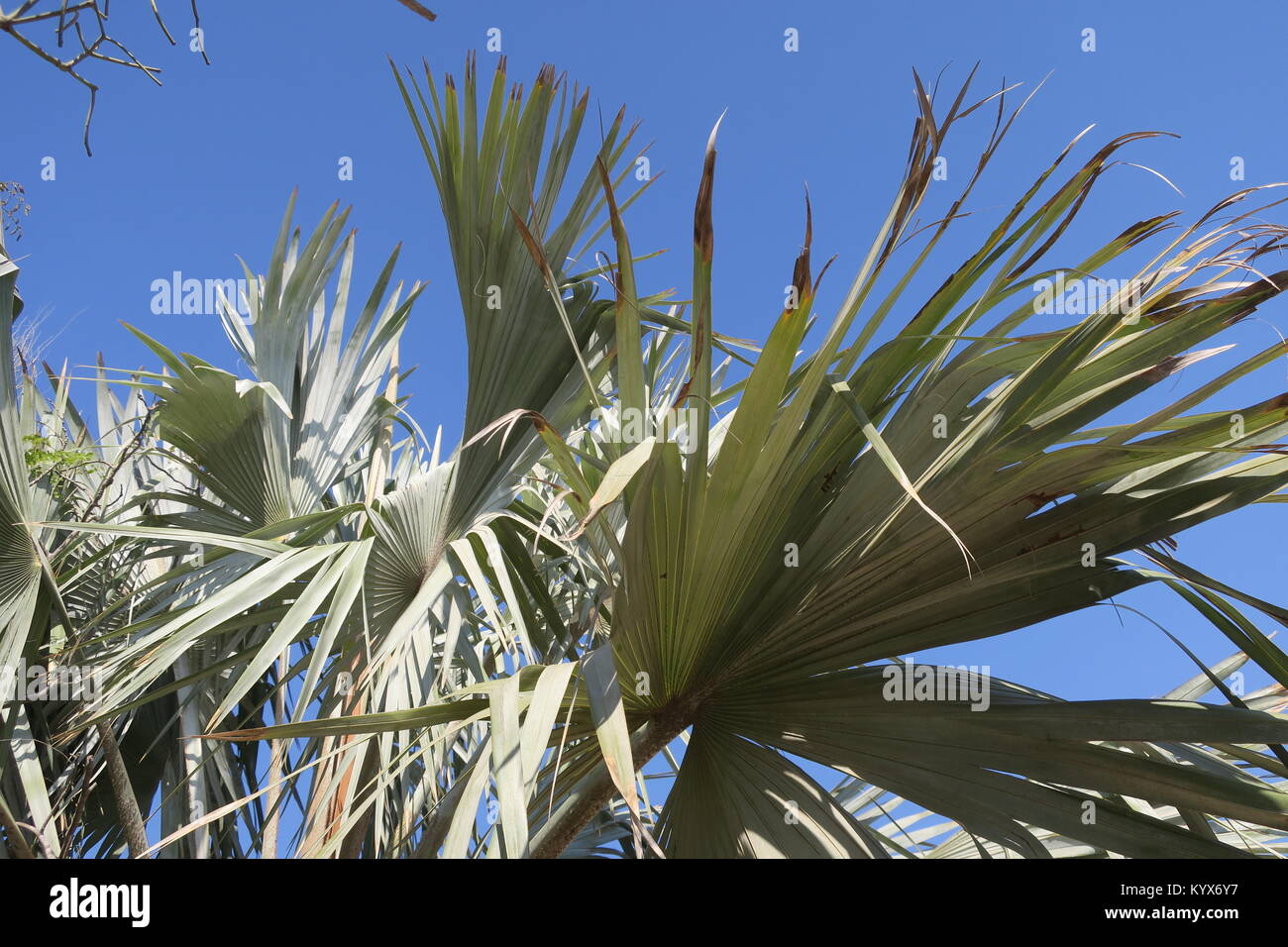 Palm, long-stalked, spirally arranged palmate leaves have leaf blades ...