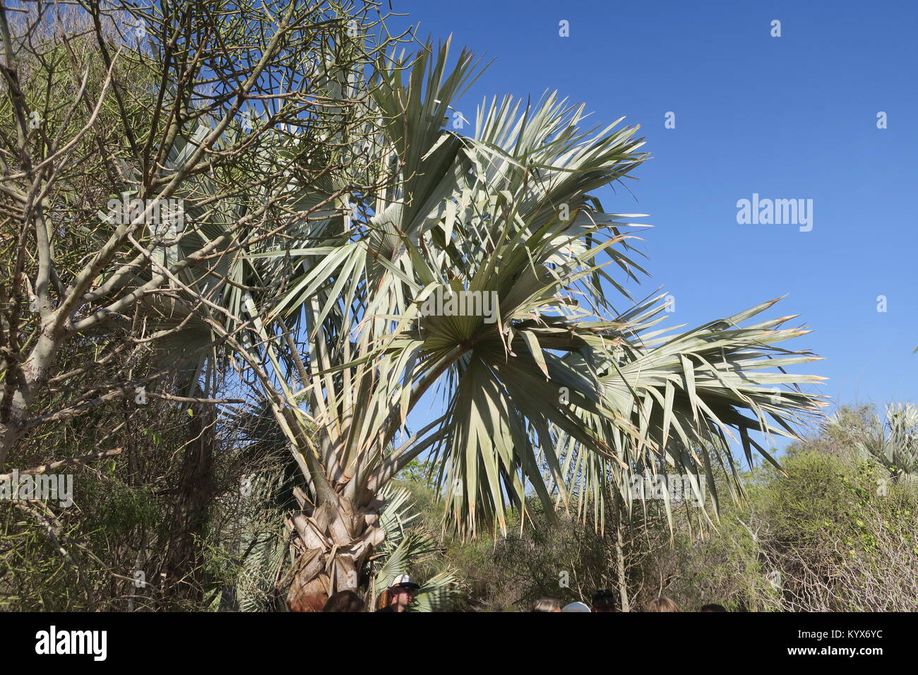Palm, long-stalked, spirally arranged palmate leaves have leaf blades ...