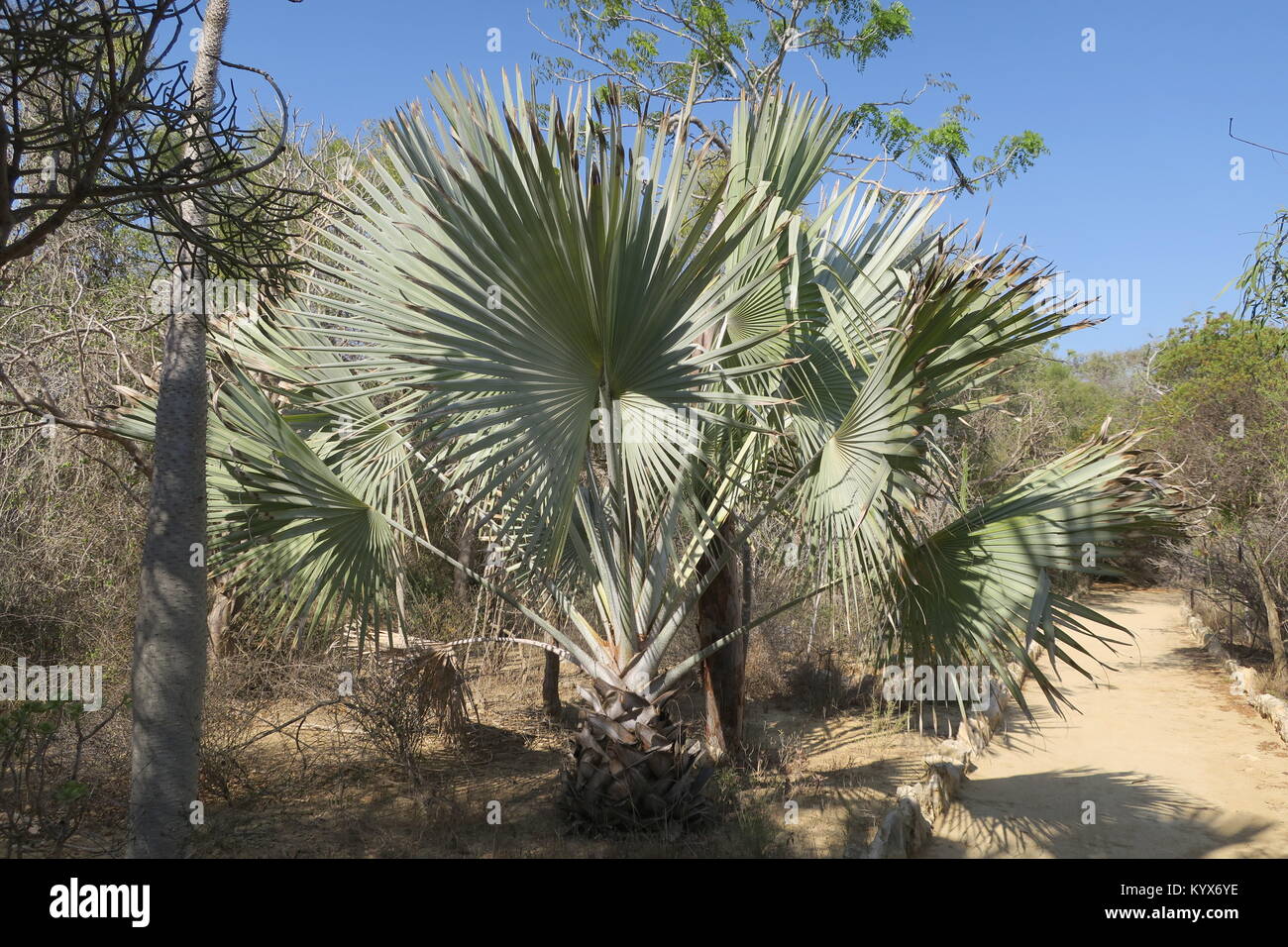 Palm, long-stalked, spirally arranged palmate leaves have leaf blades ...