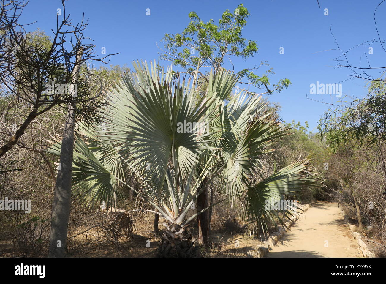 Palm, long-stalked, spirally arranged palmate leaves have leaf blades ...