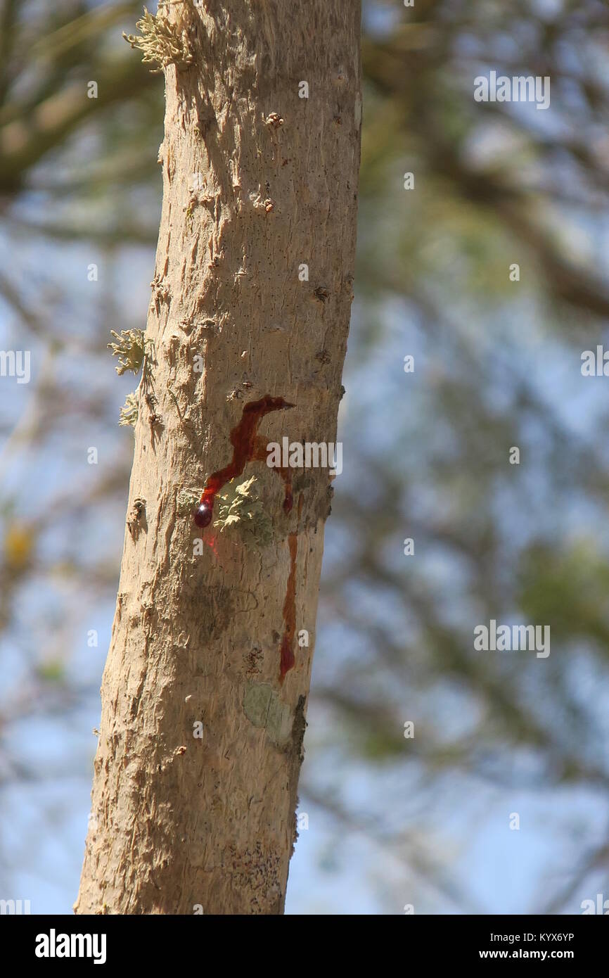 Interesting trunk of a tree in d'Antsokay arboretum, Toliara ...