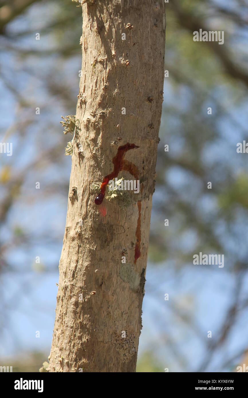 Interesting trunk of a tree in d'Antsokay arboretum, Toliara ...