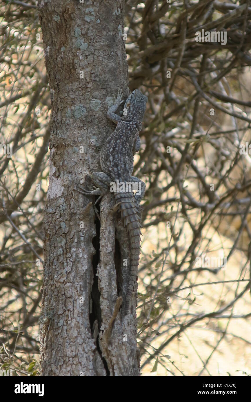 Chameleons are a distinctive and highly specialized clade of Old World ...