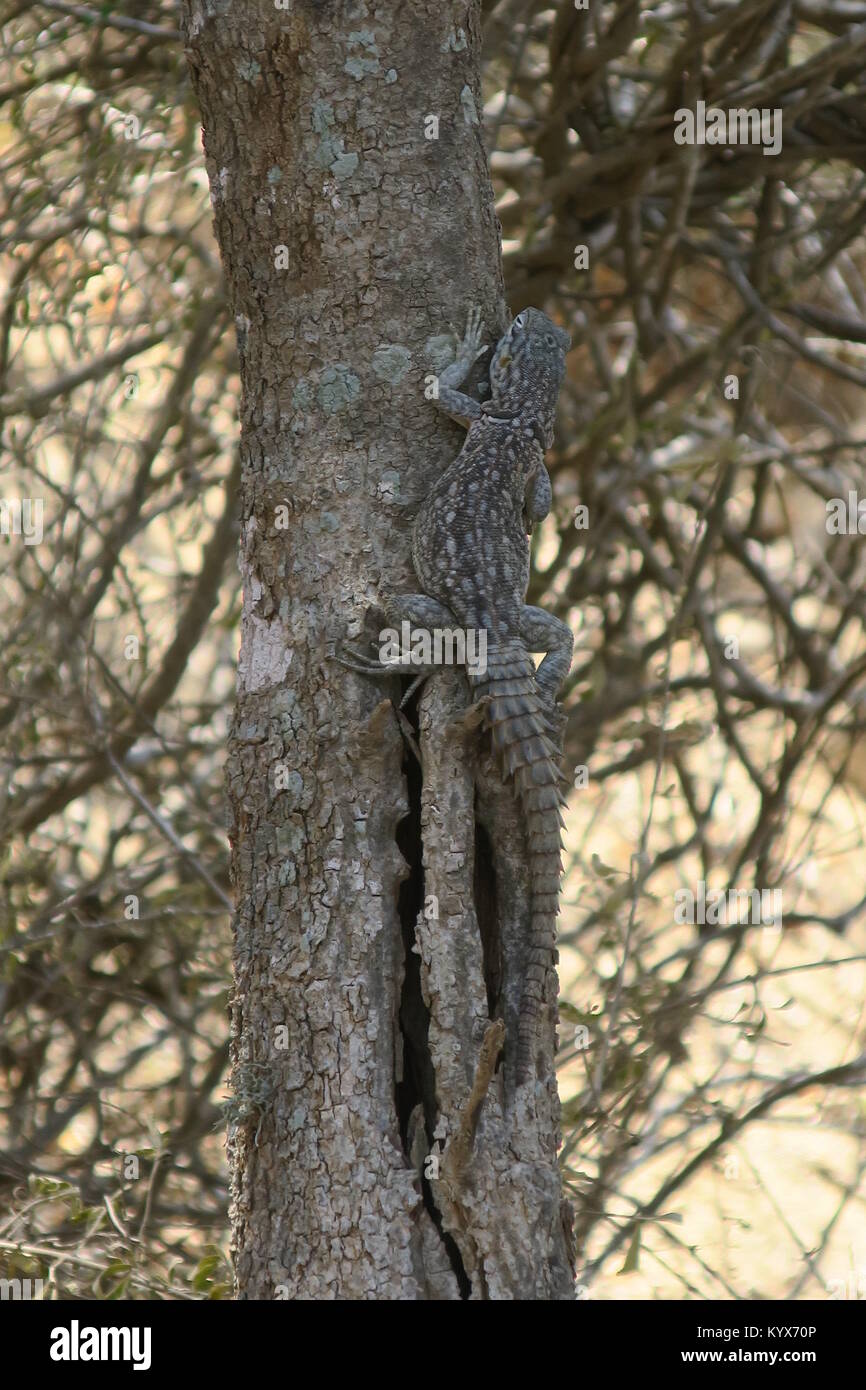 Chameleons are a distinctive and highly specialized clade of Old World ...
