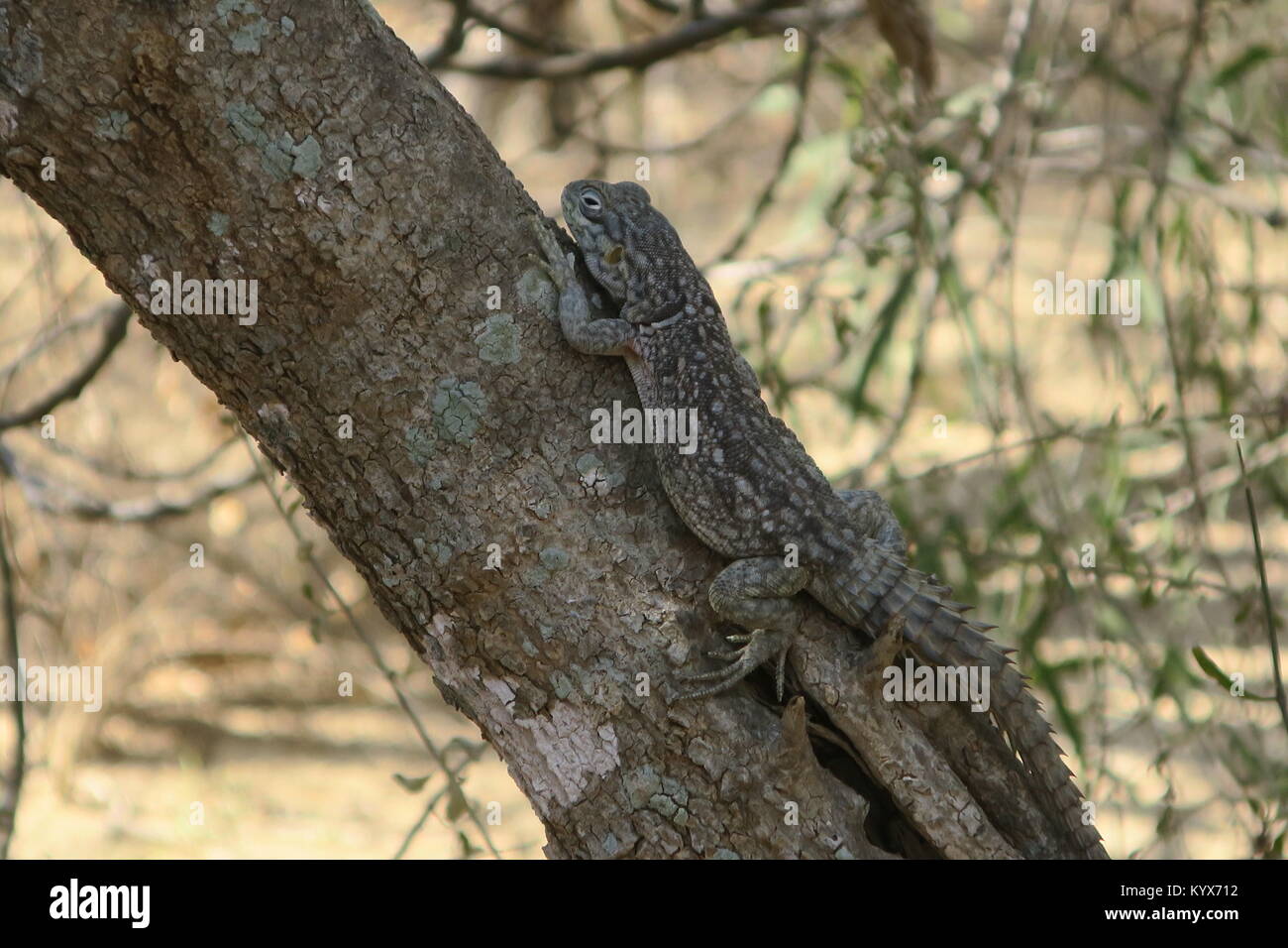 Old world lizards hi-res stock photography and images - Alamy