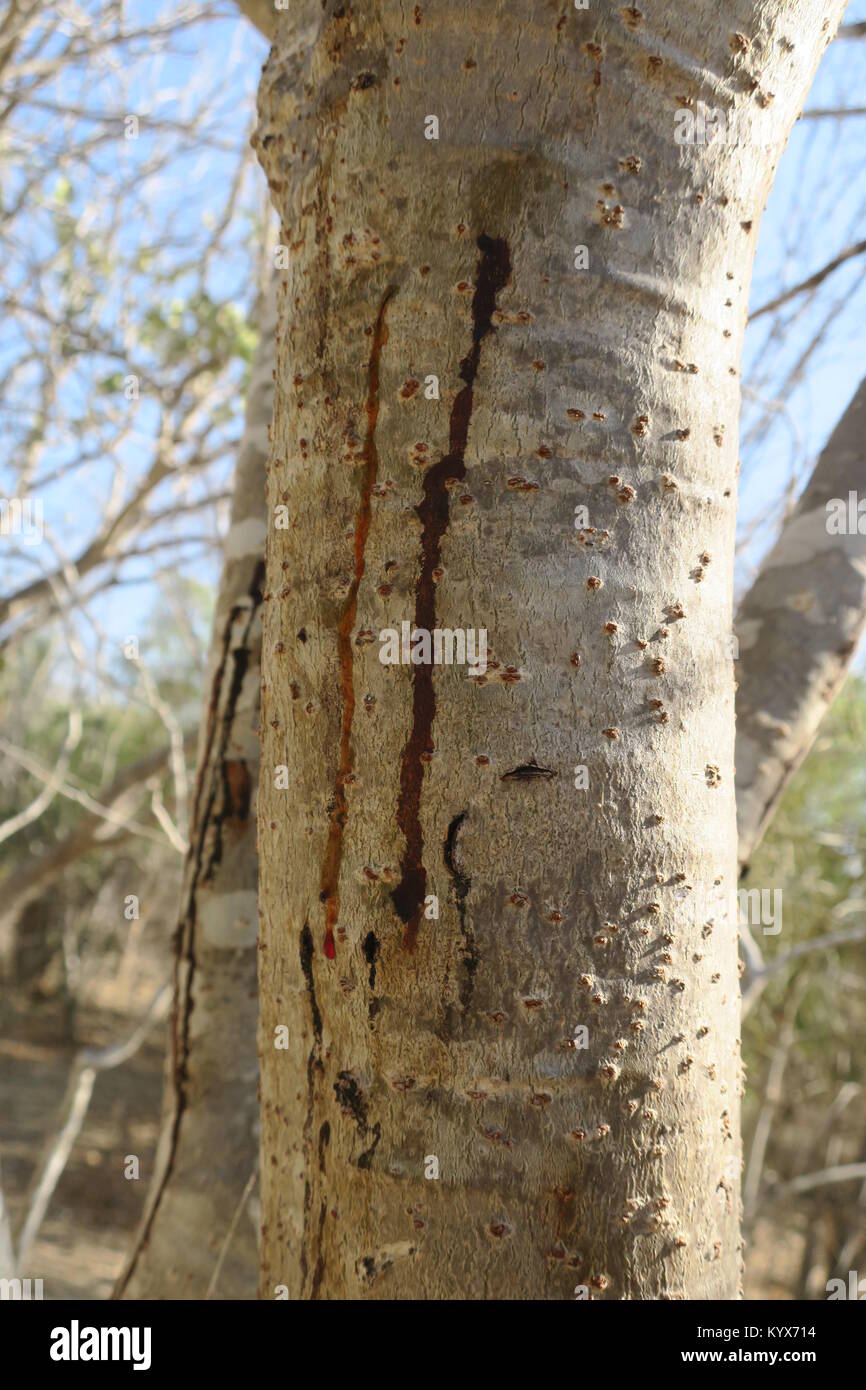 Interesting trunk of a tree in d'Antsokay arboretum, Toliara ...