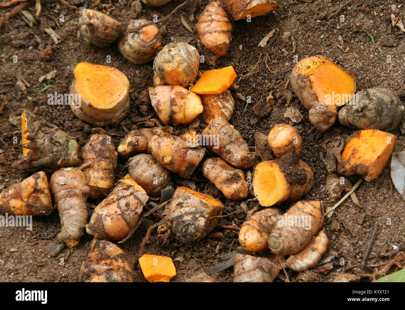 Pieces of curcumin turmeric roots on soil, Spice Farm, Zanzibar ...