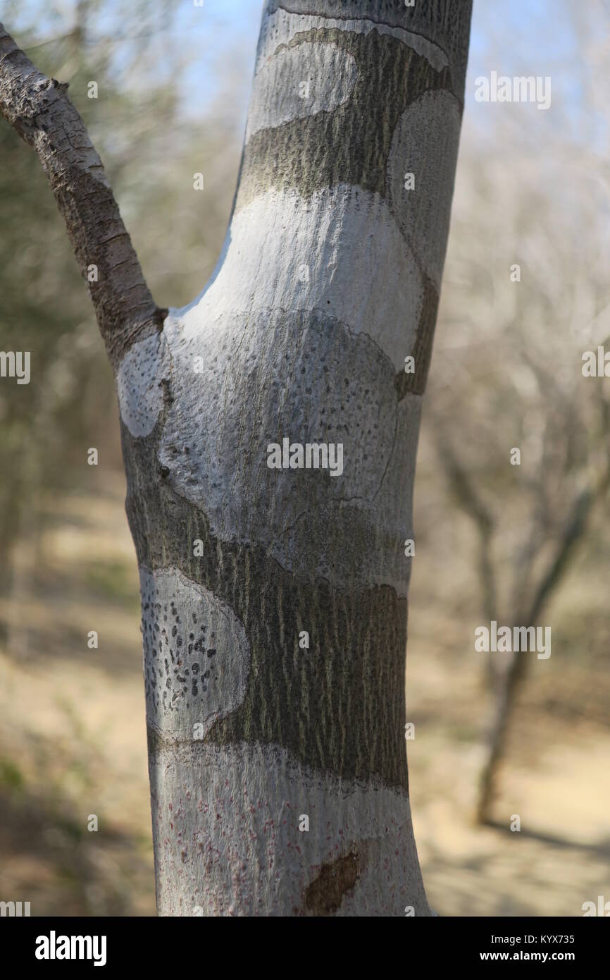 Antsokay arboretum hi-res stock photography and images - Alamy