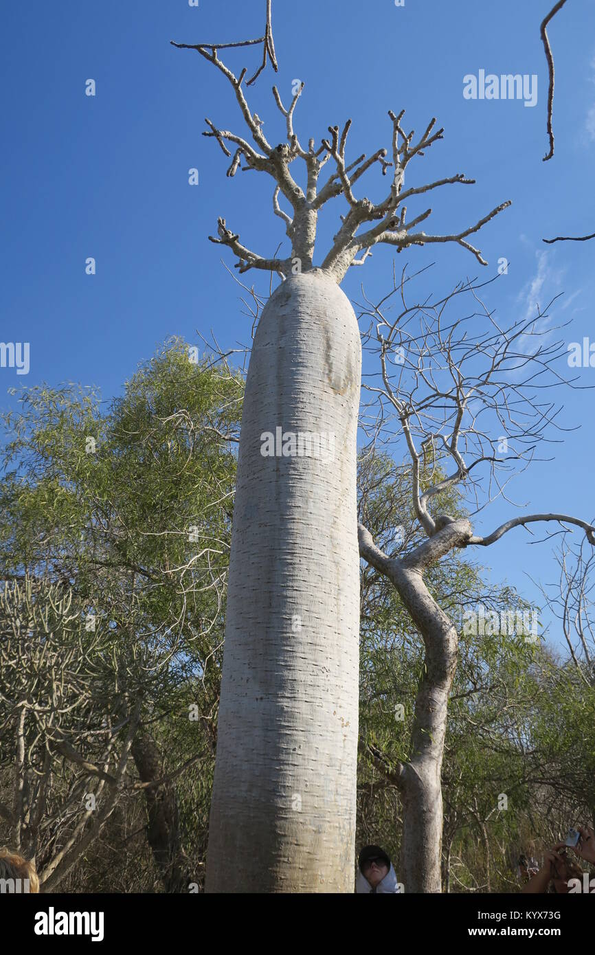 Pachypodium geayi is an extraordinarily decorative bottle-shaped tree ...