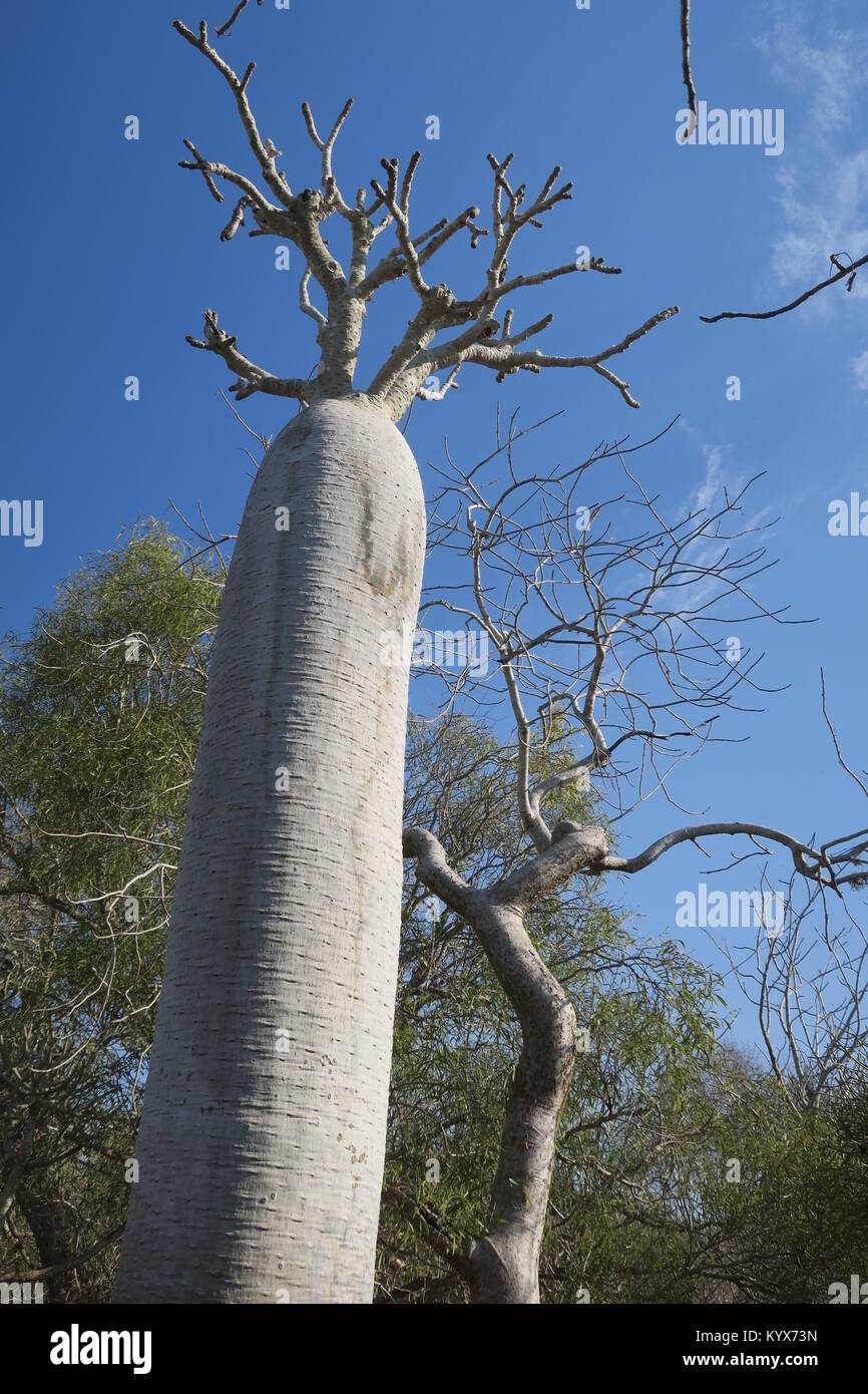 Pachypodium geayi is an extraordinarily decorative bottle-shaped tree ...