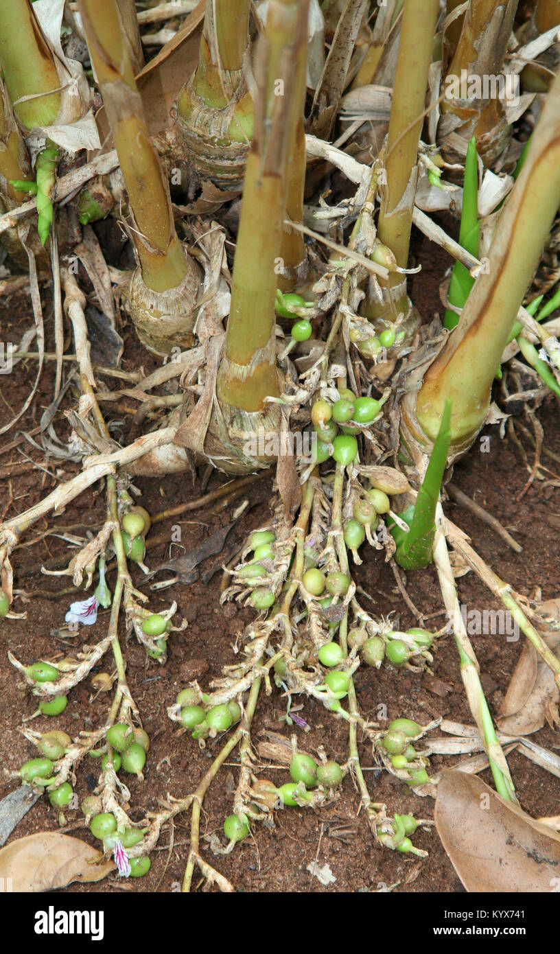 Cardamom pod seeds on plant, Zanzibar, Tanzania Stock Photo - Alamy