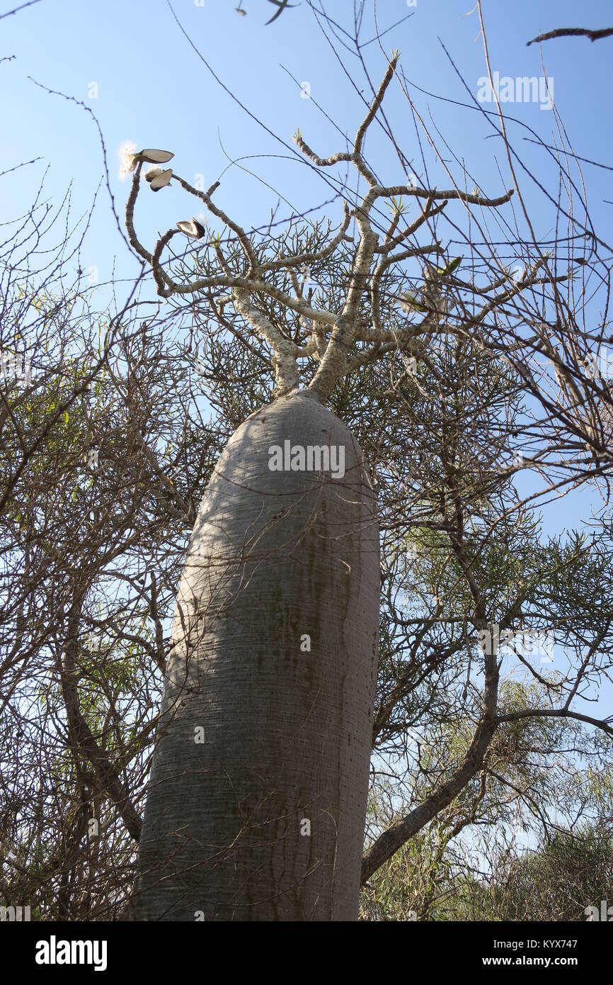 Pachypodium geayi is an extraordinarily decorative bottle-shaped tree ...