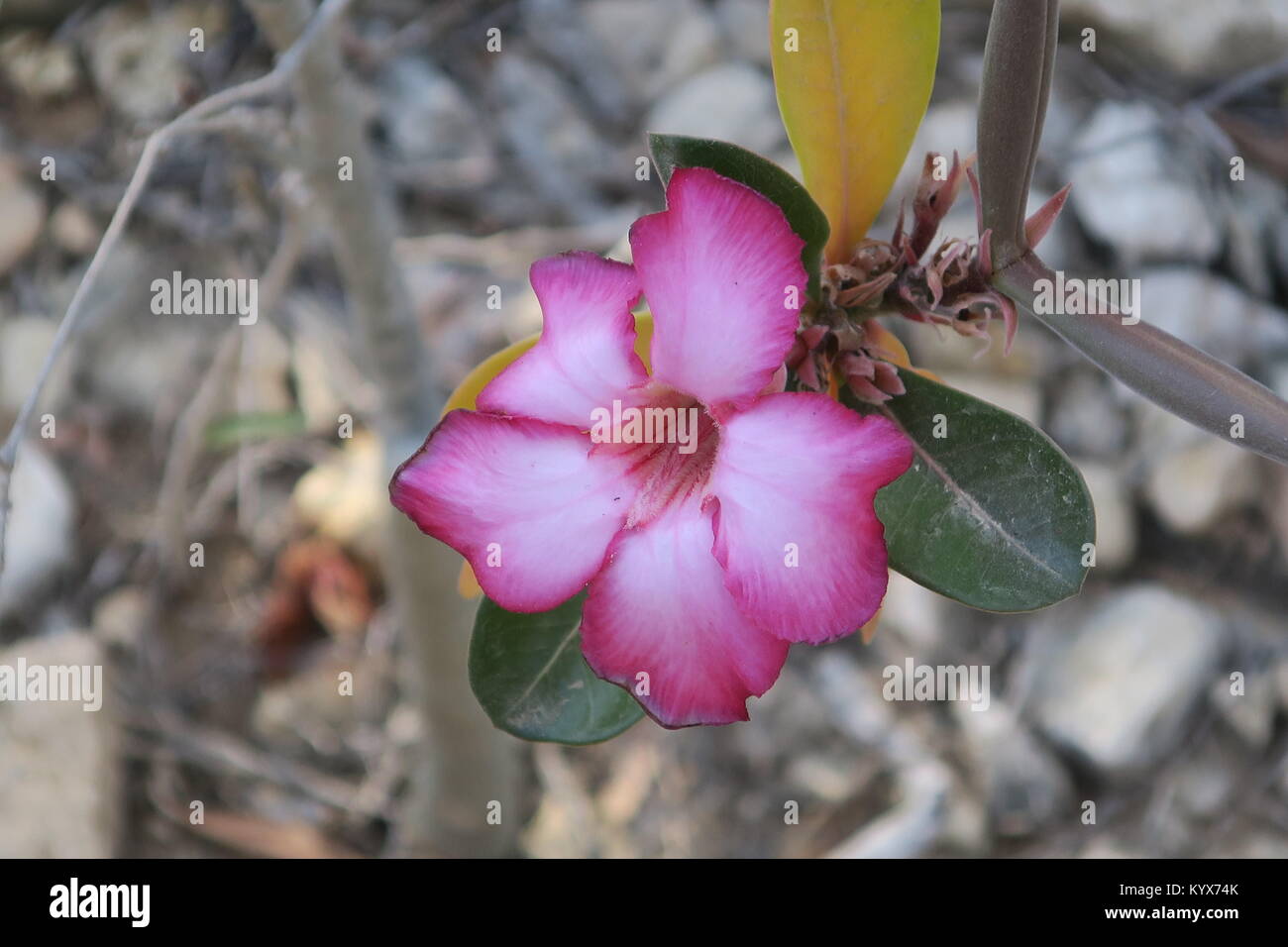 Nice blossom of impala lily flower, Adenium multiflorum, at Arboretum d ...