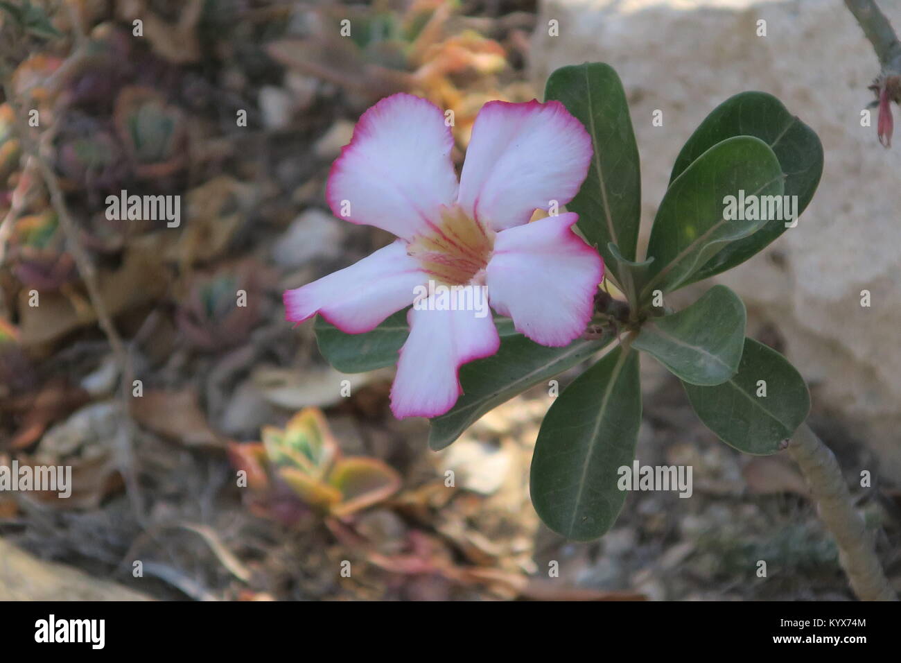 Nice blossom of impala lily flower, Adenium multiflorum, at Arboretum d ...