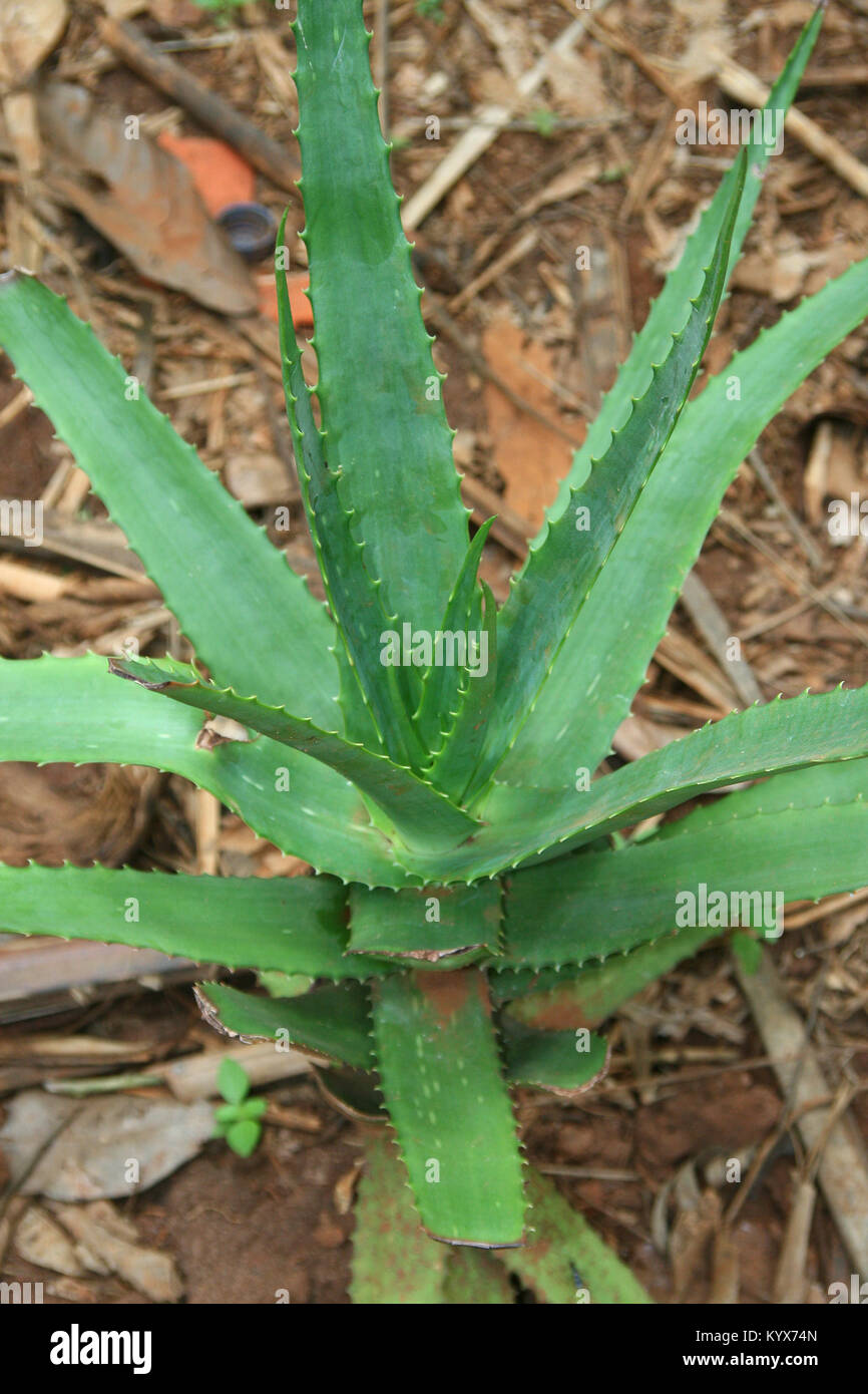 Young Aloe plant at Spice Farm in Zanzibar, Tanzania Stock Photo - Alamy